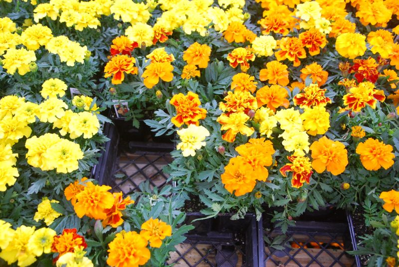 11 Plants That Repel Scorpions From Your Home