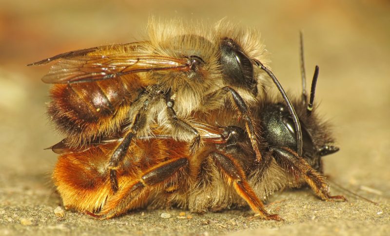 16 Different Types of Bees in Maryland (With Pictures)