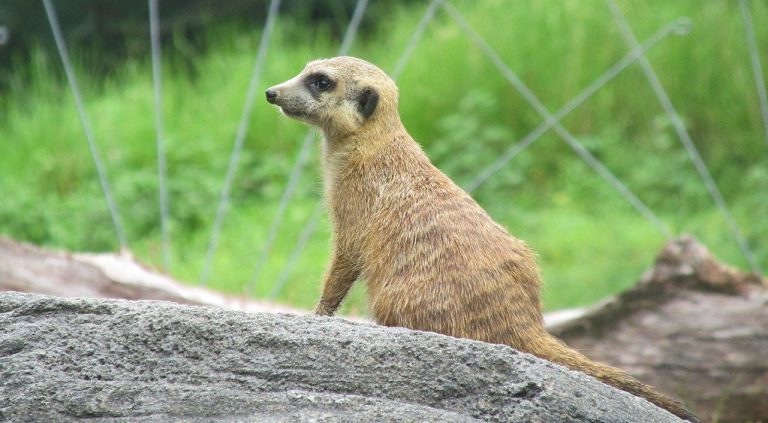 26 Animals That Walk on Two Legs (With Pictures)