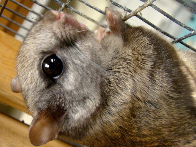10 Different Types of Squirrels in Canada