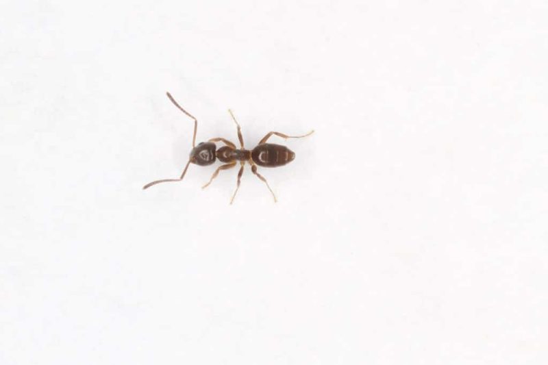 23 Types of Ants in Pennsylvania