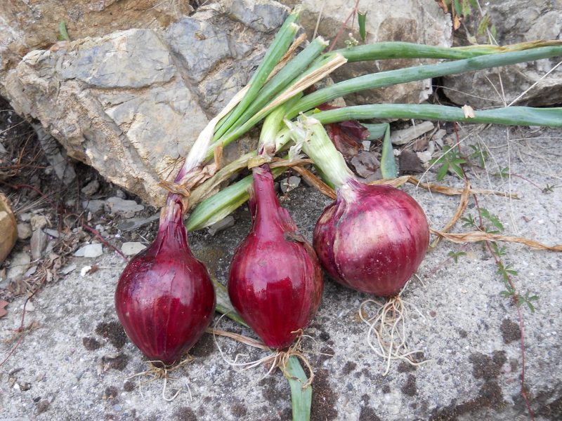 11 Plants That Repel Scorpions From Your Home