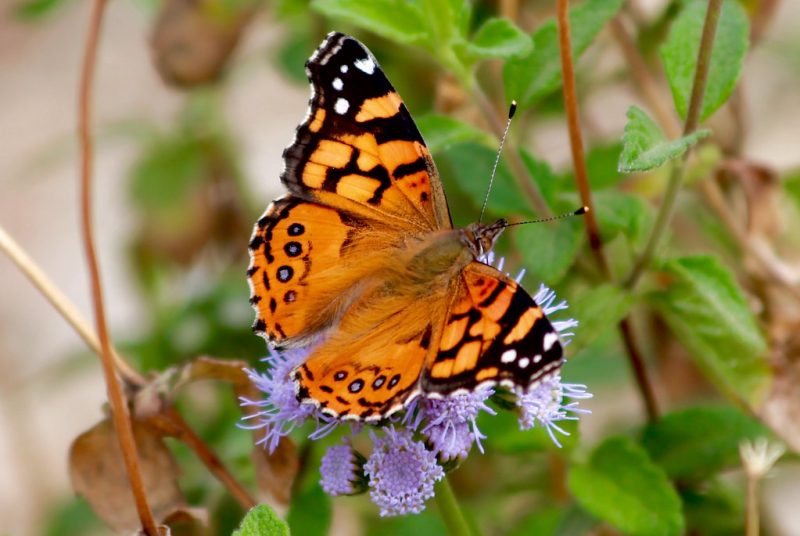 17 Types of Butterflies in Canada (With Pictures)