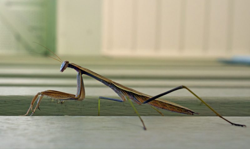 10 Animals That Eat Their Mates