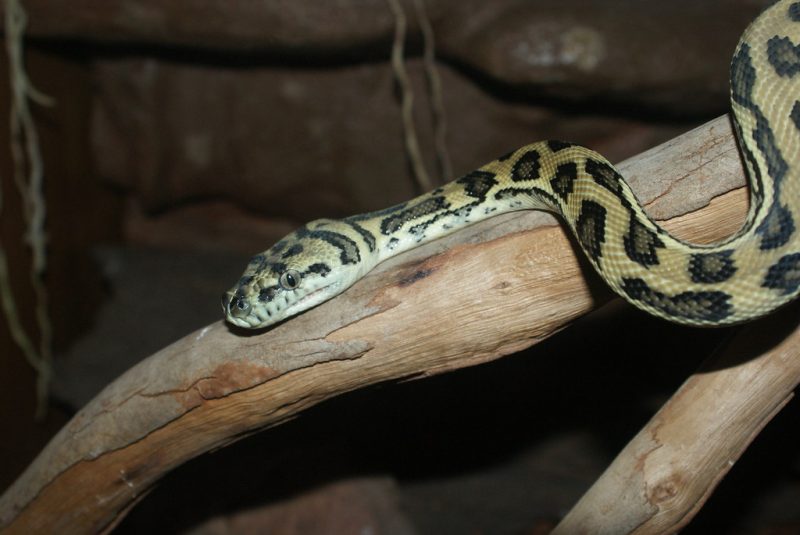 20 Animals With Scales and Their Pictures