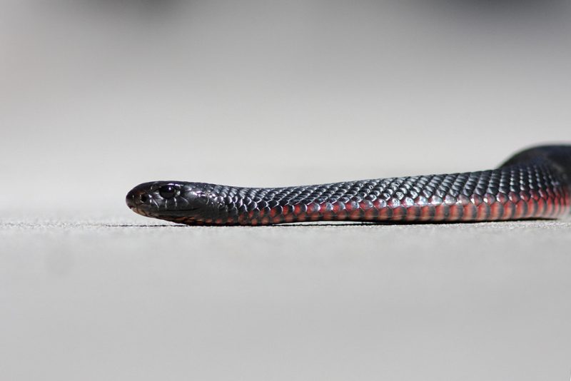 11 Most Venomous Snakes in Australia