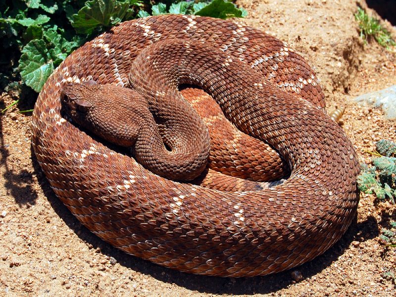 21 Most Venomous Snakes in the US