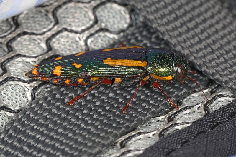 47 Types of Beetles in Massachusetts (With Pictures)