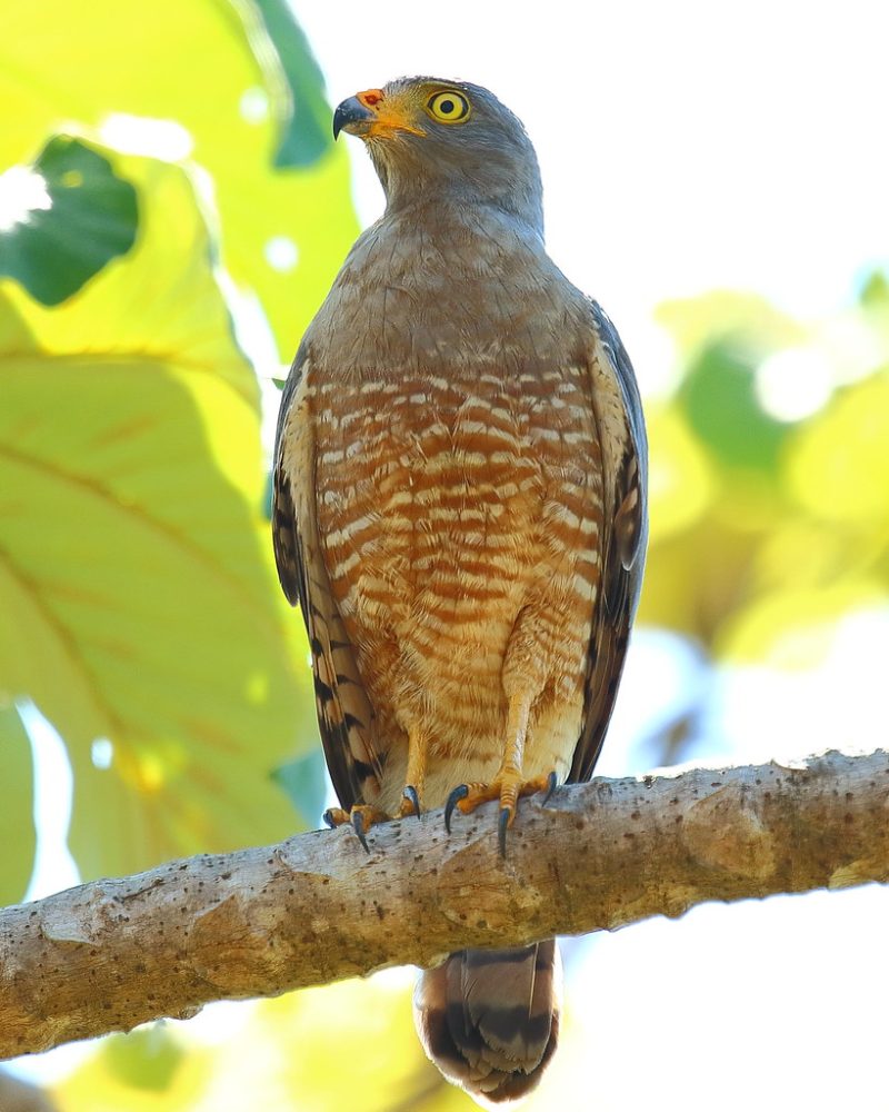 17 Different Types of Hawks in North America (With Pictures)