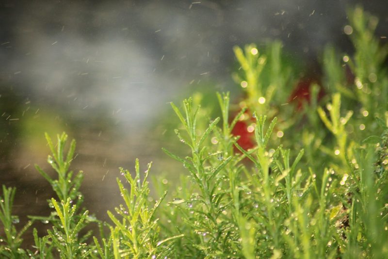 11 Plants That Repel Scorpions From Your Home