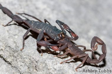 10 Animals That Eat Their Mates