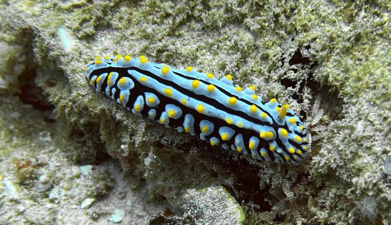 10 Animals That Eat Their Mates