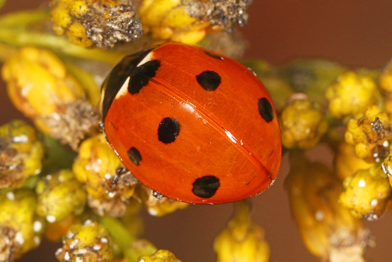 47 Types of Beetles in Massachusetts (With Pictures)