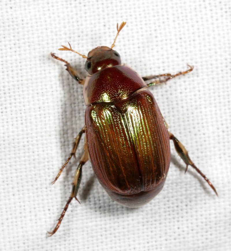 10 Types of Beetles in Tennessee (With Pictures)