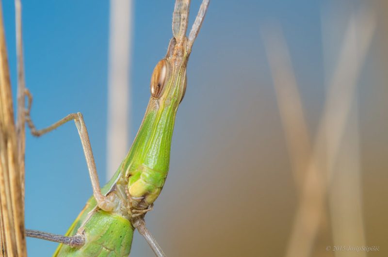 9 Different Types of Grasshoppers (With Pictures)