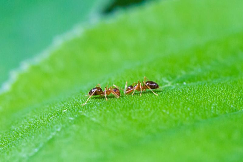 23 Types of Ants in Pennsylvania