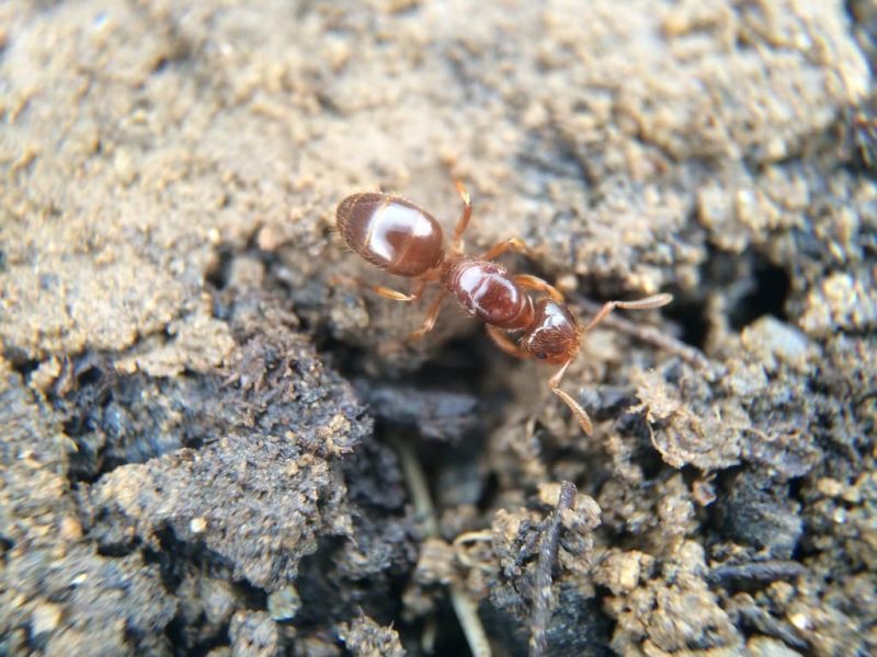 23 Types of Ants in Pennsylvania