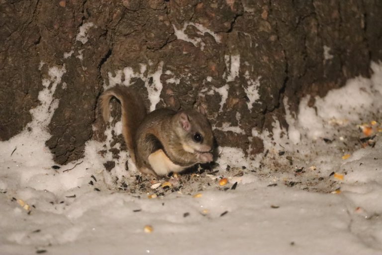 10 Different Types of Squirrels in Canada