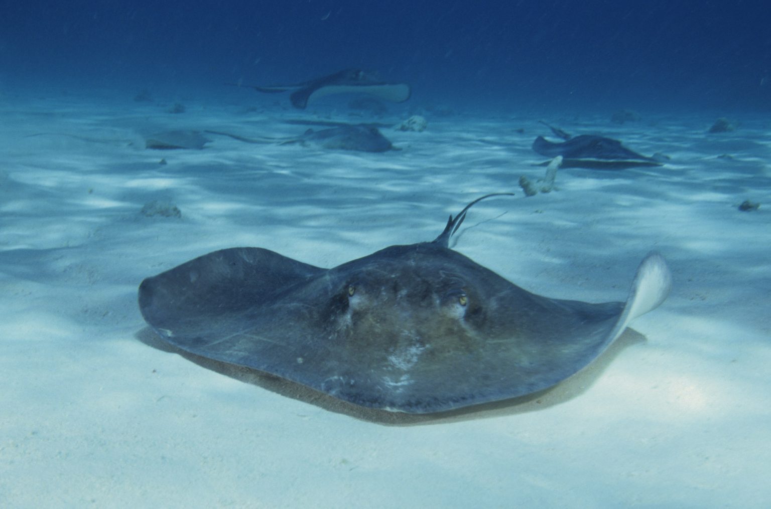 12 Different Types of Rays (With Pictures)