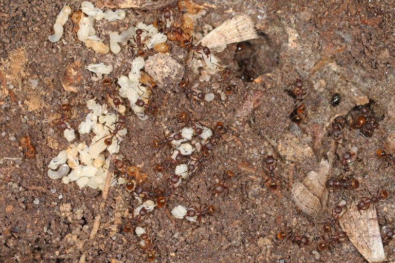 23 Types of Ants in Pennsylvania