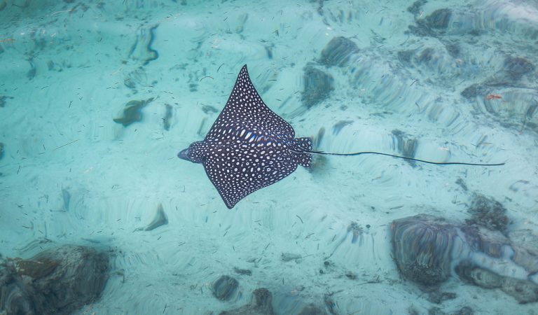 12 Different Types of Rays (With Pictures)