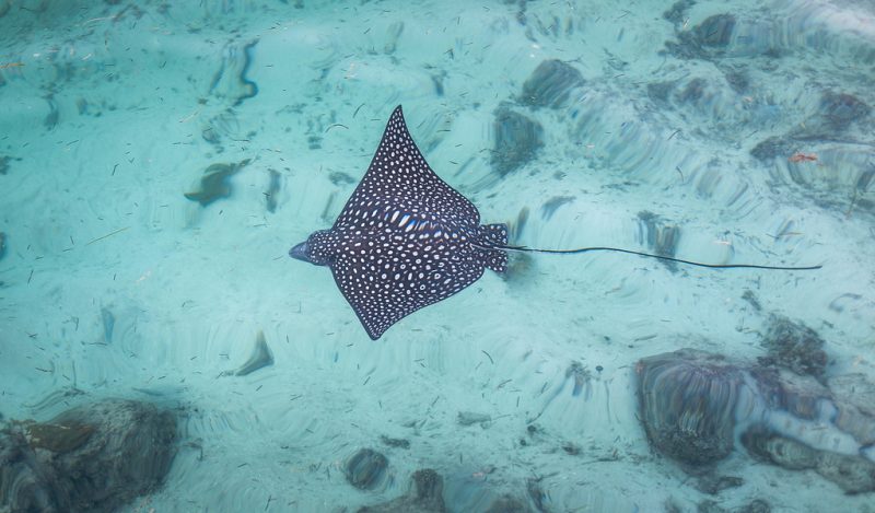 12 Different Types of Rays (With Pictures)