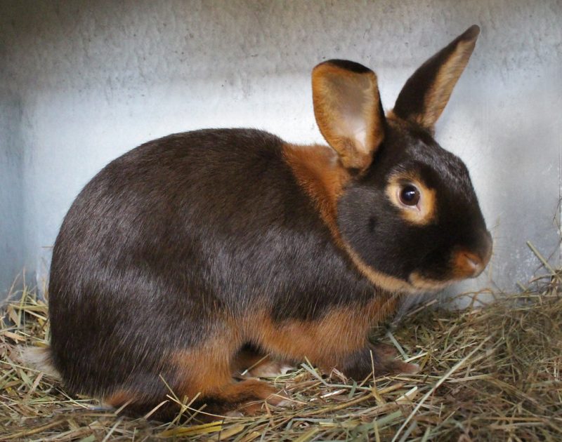 6 Hypoallergenic Rabbit Breeds