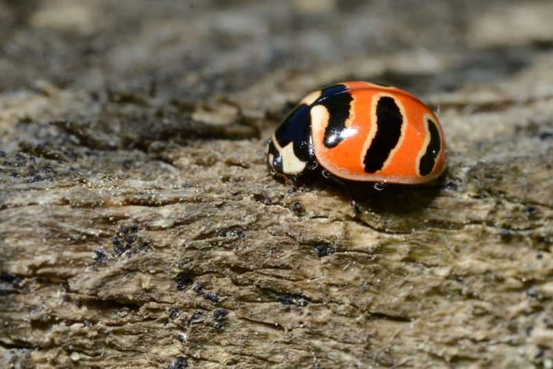 12 Types of Ladybugs in Colorado