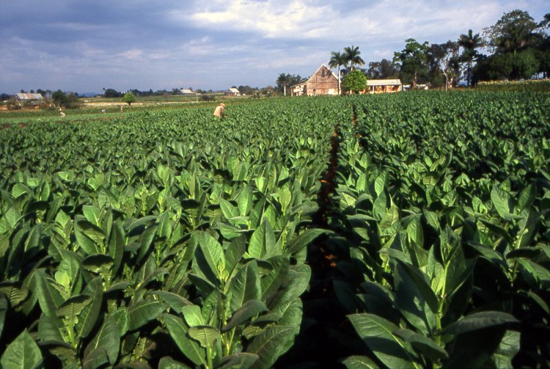 11 Plants That Repel Scorpions From Your Home