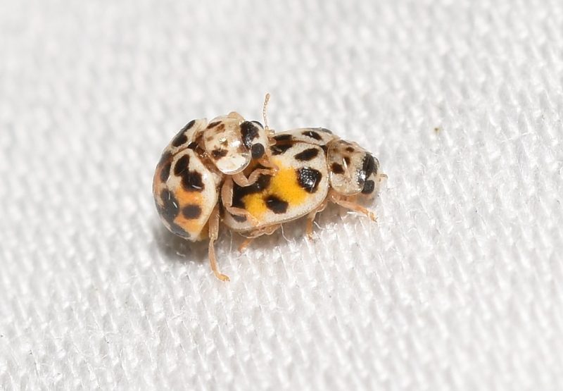 12 Types of Ladybugs in Colorado