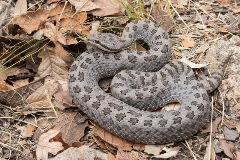 39 Different Types of Snakes in Arizona (With Pictures)