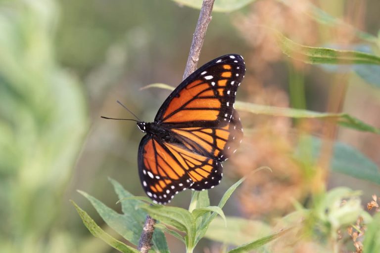 13 Popular Butterflies in Minnesota (With Pictures)