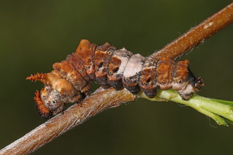 19 Different Types of Caterpillars in Ohio
