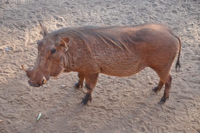 23 Fascinating Animals With Big Teeth