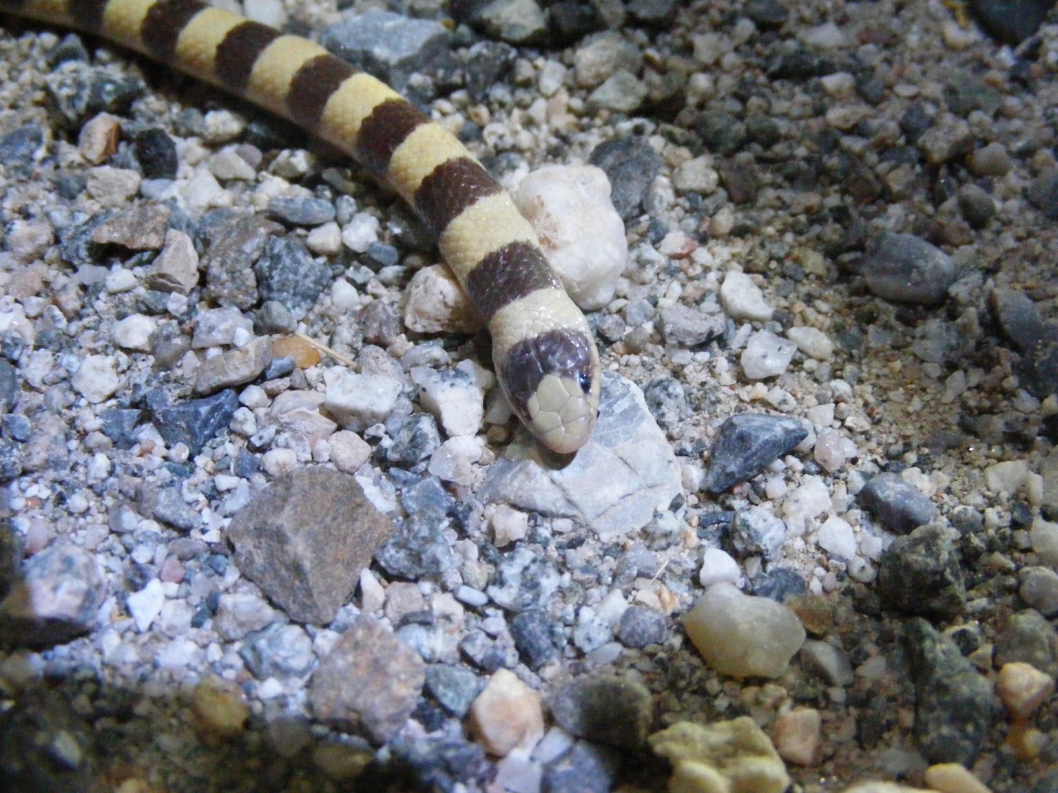 39 Different Types of Snakes in Arizona (With Pictures)