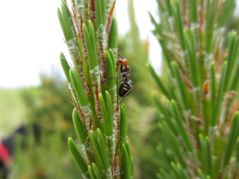 23 Types of Ants in Pennsylvania