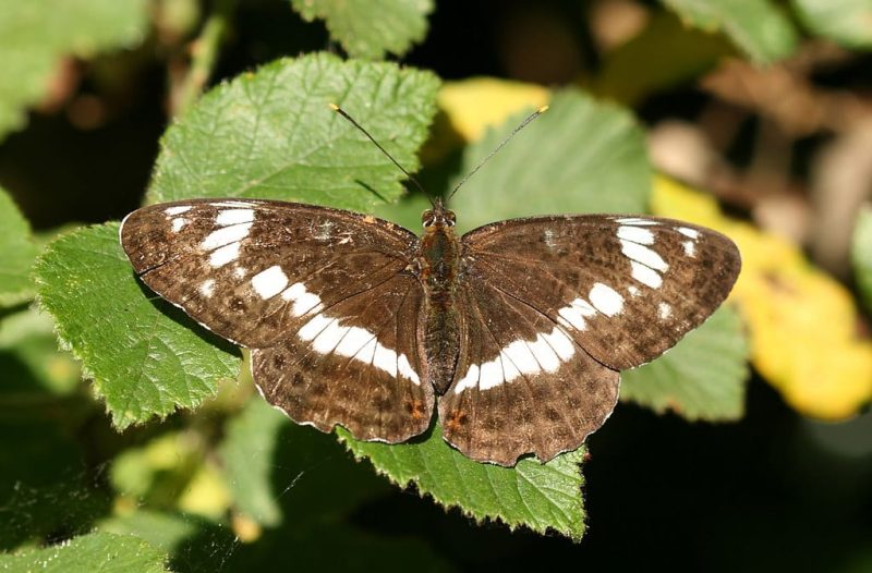 17 Types of Butterflies in Canada (With Pictures)