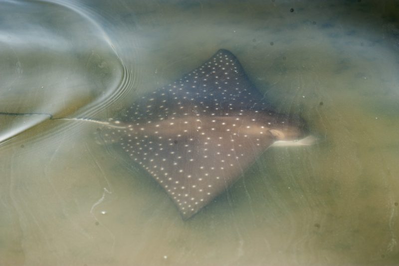 12 Different Types of Rays (With Pictures)