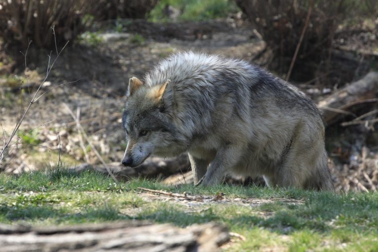 Animals With Rabies: 10 Animals That Can Contract Rabies