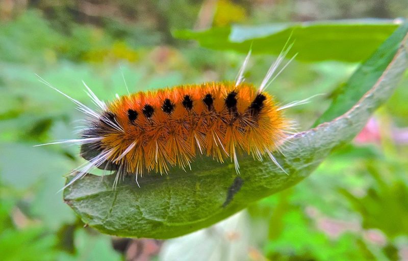 17 Types of Caterpillars in Minnesota