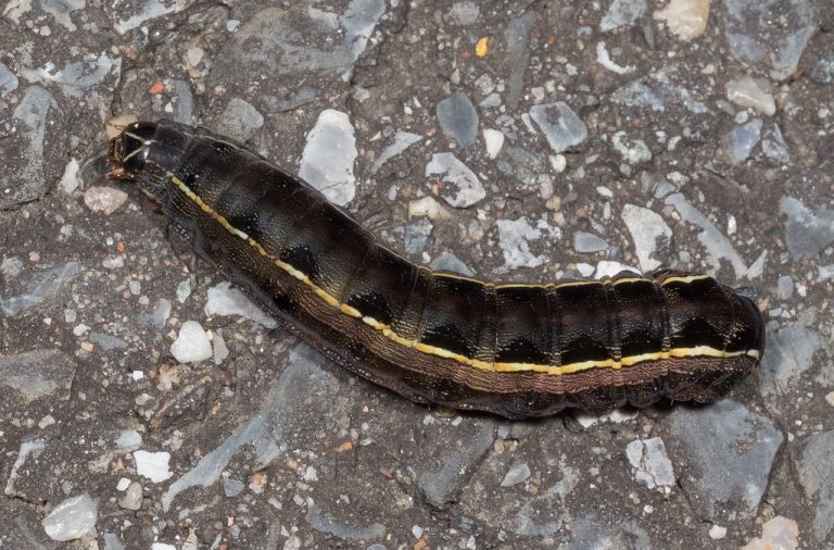 52 Common Types of Caterpillars in Utah