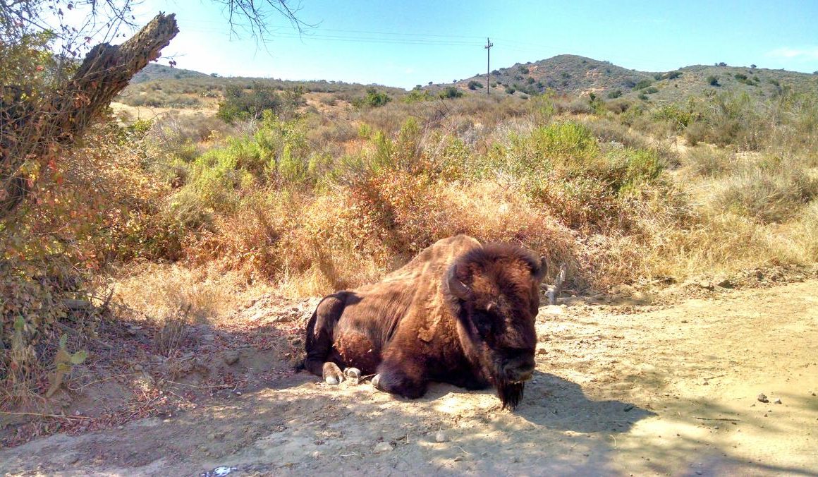 11 Animals That Eat Wood (With Pictures)