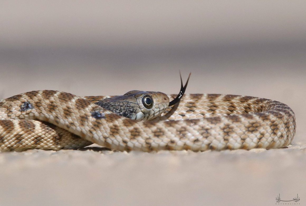 23 Different Types of Snakes in Africa