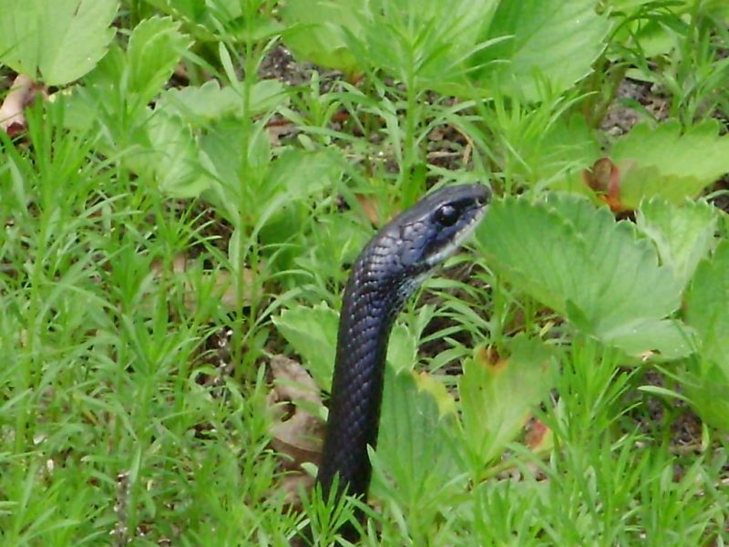 13 Different Types of Snakes in South Carolina
