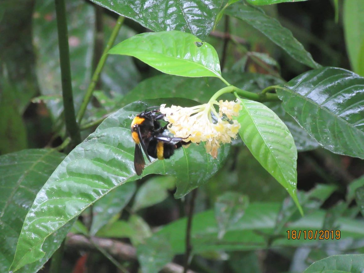 21 Types of Insects in the Amazon Rainforest