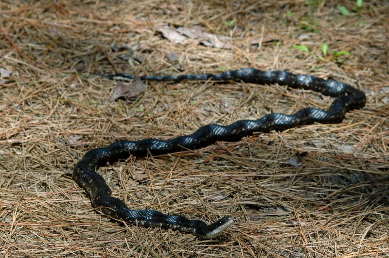 19 Different Types of Snakes in Costa Rica