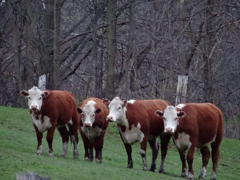 26 Animals That Eat Corn and Their Pictures