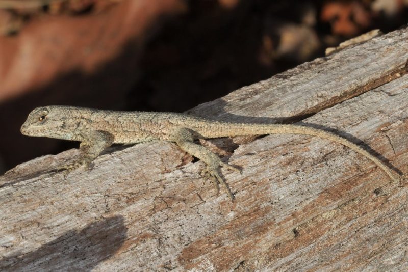 16 Different Types of Lizards in Florida (With Pictures)