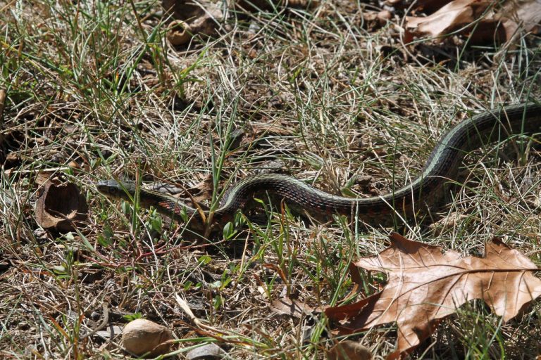 19 Different Types of Snakes in Michigan (With Pictures)
