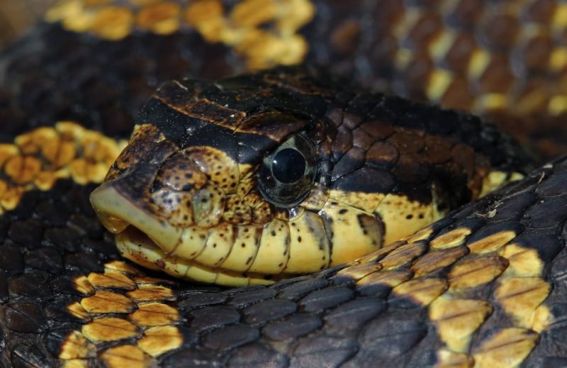 20 Different Types of Snakes in Delaware